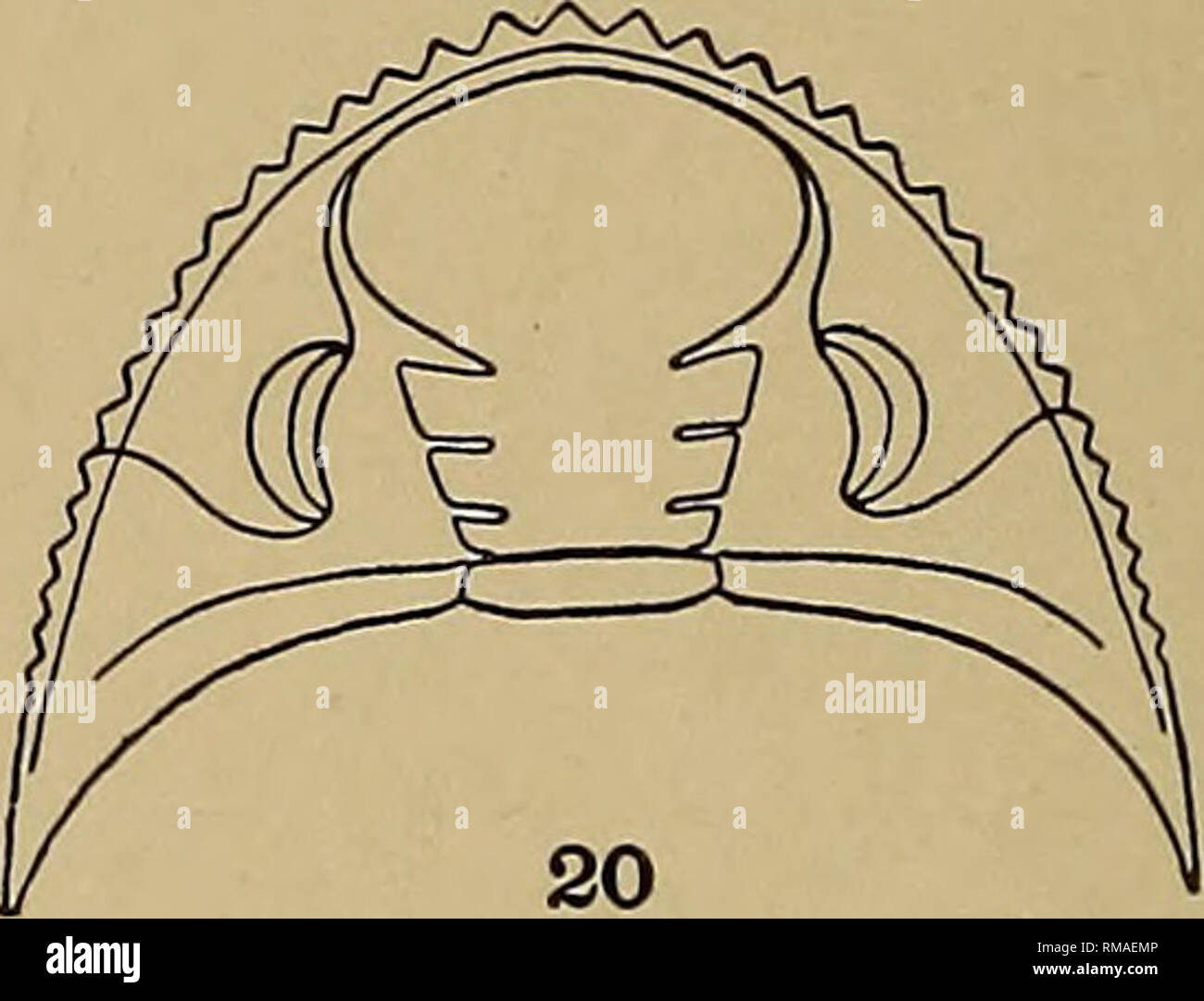 Dalmanites pleuroptyx green hi-res stock photography and images - Alamy