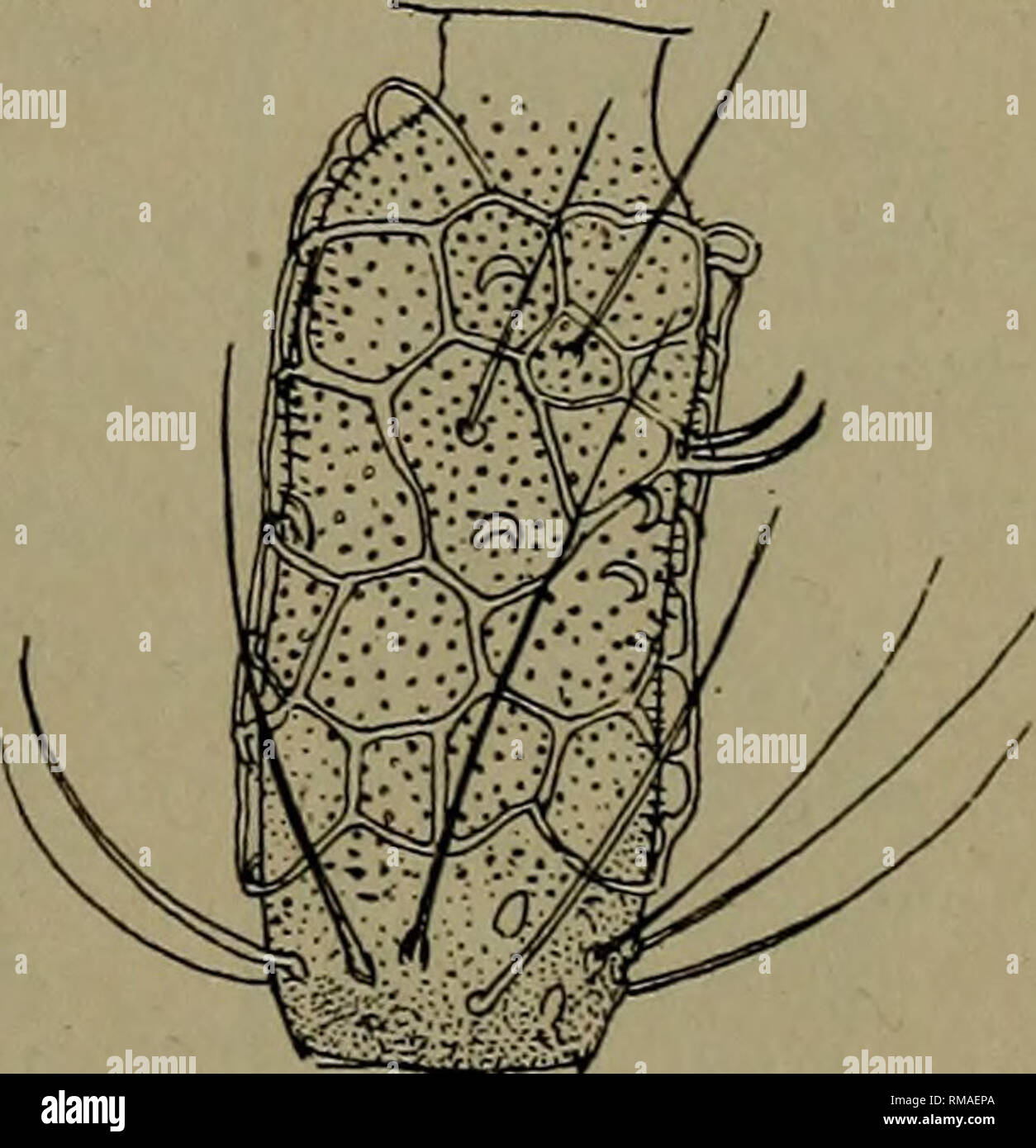 . Annual report. New York State Museum; Science; Science. a b > [ Fig ...