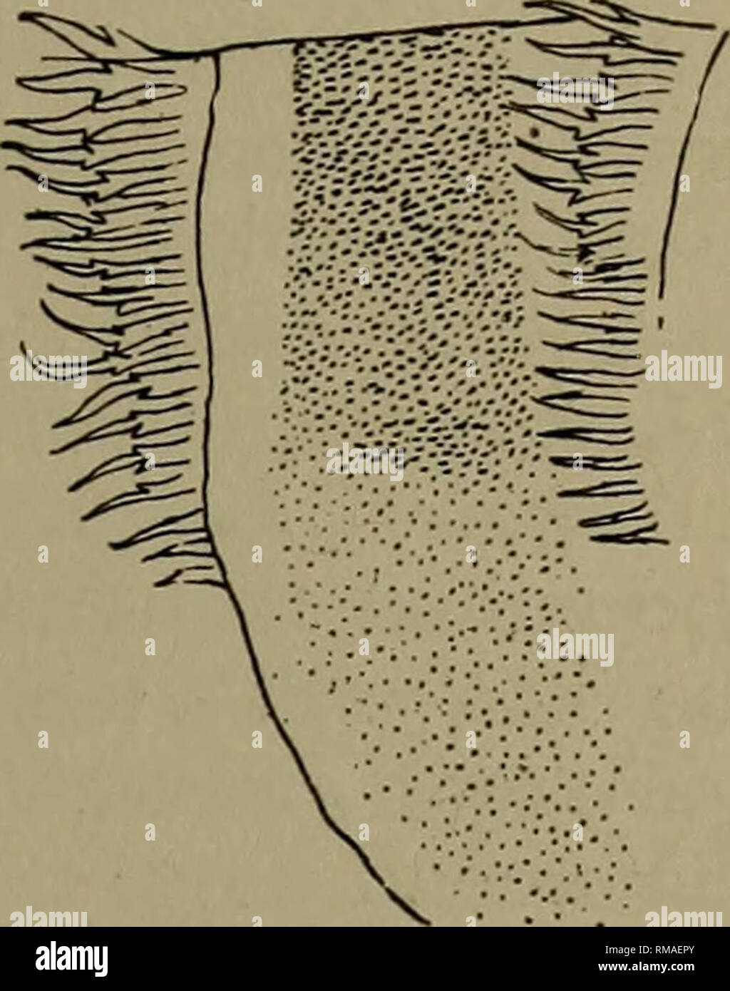 Posterior and lateral view of the female figure hi-res stock ...