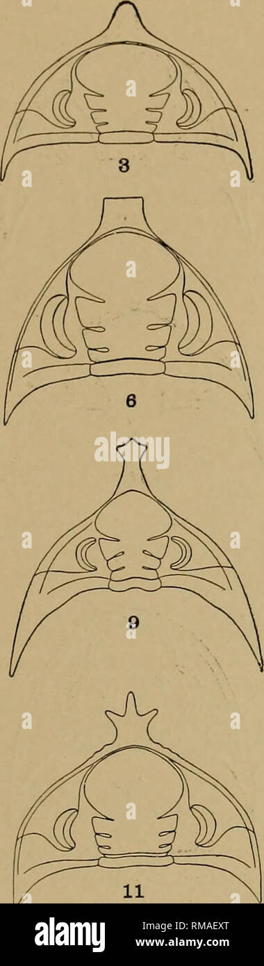 Odontochile hi-res stock photography and images - Alamy
