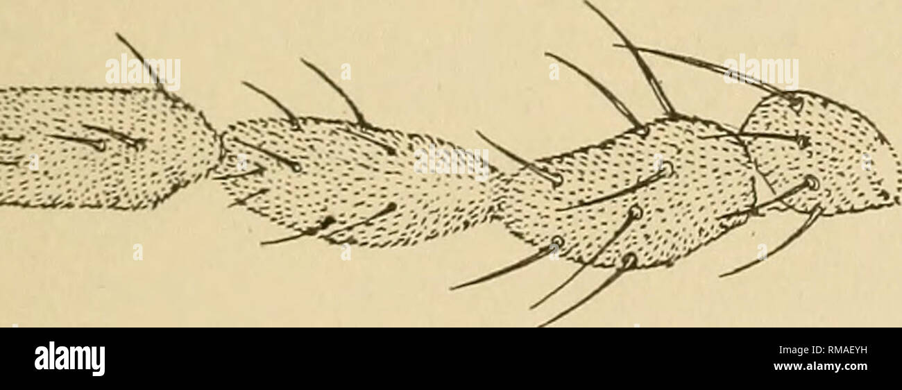 . Annual report. New York State Museum; Science; Science. Phytophaga ...