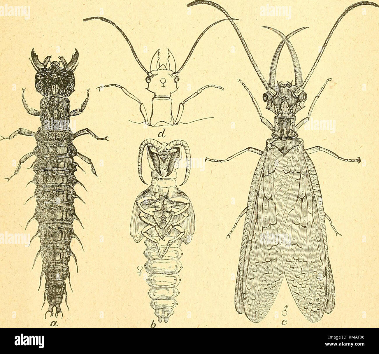 . Annual report. Entomological Society of Ontario; Insect pests ...