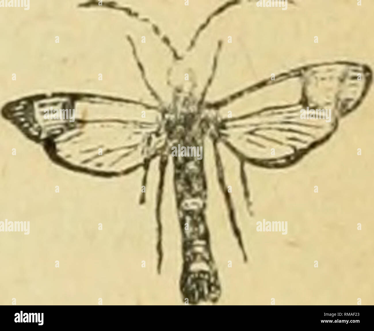 Stem borer caterpillar hi-res stock photography and images - Alamy