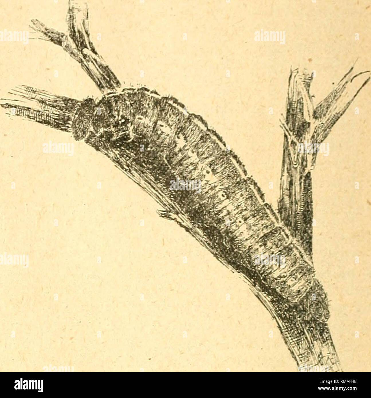 Coiled like a spring hi-res stock photography and images - Alamy