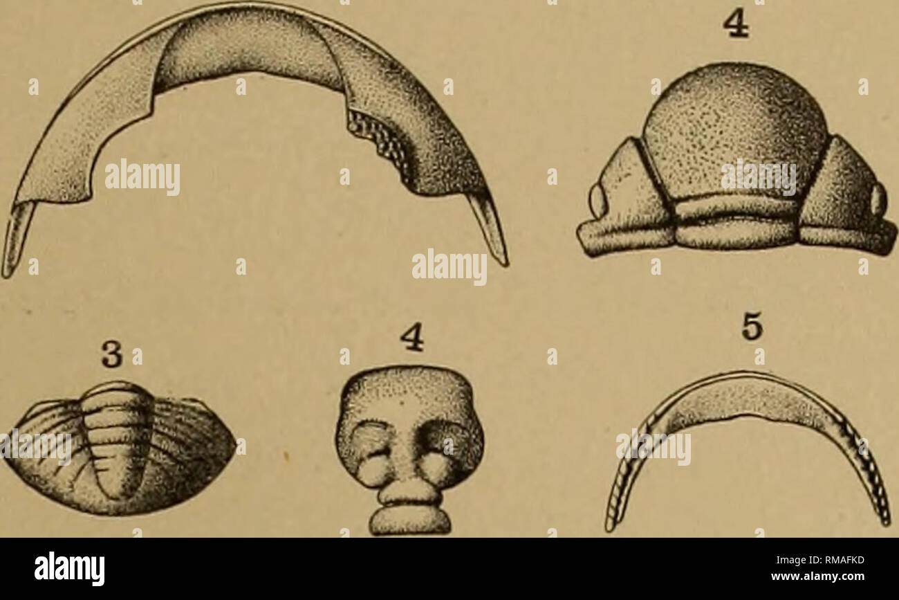 Idium hi-res stock photography and images - Alamy