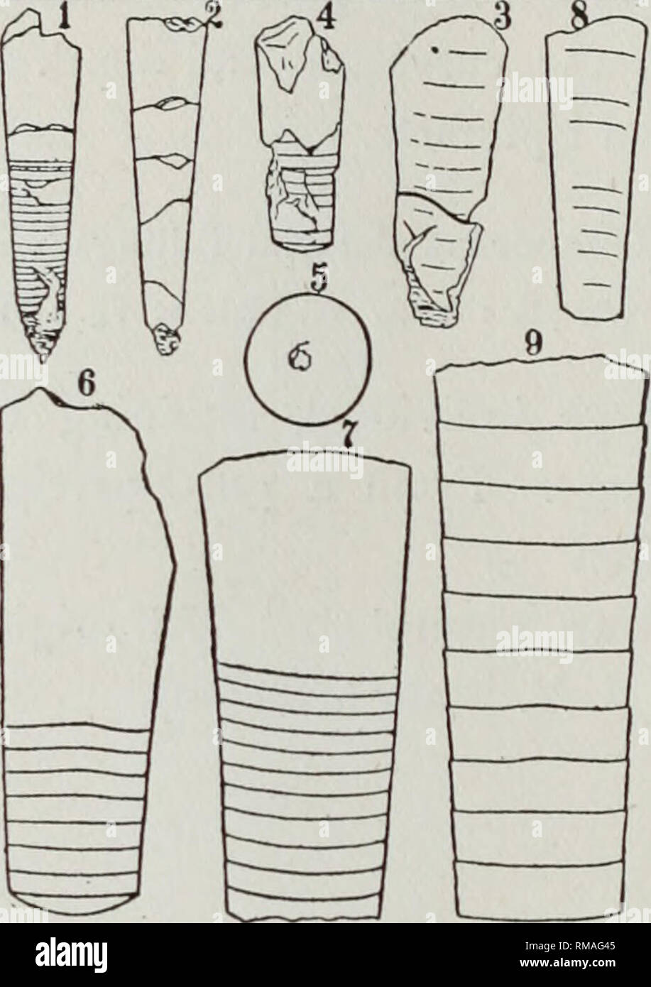 Kionoceras sp hi-res stock photography and images - Alamy