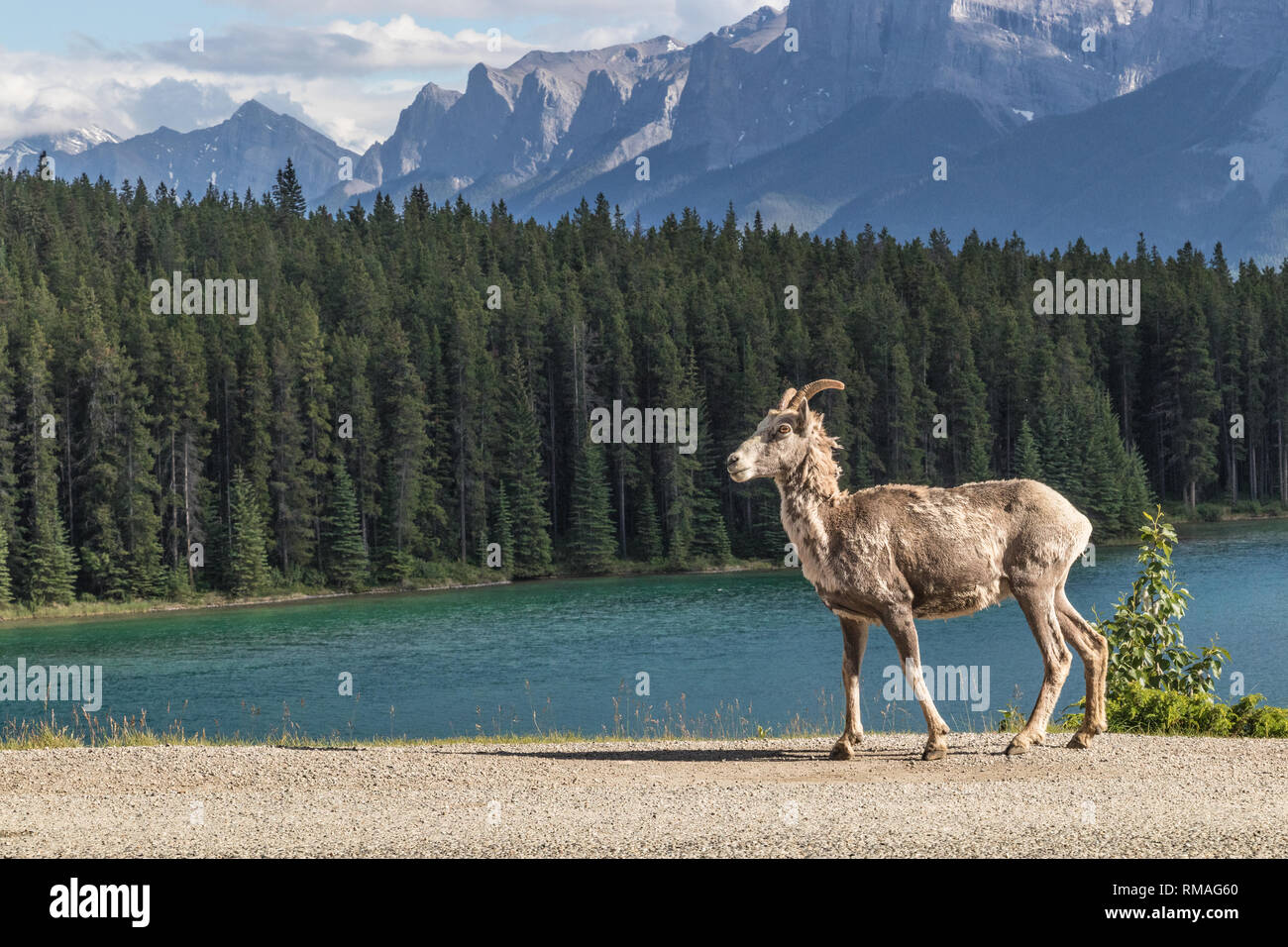 Wildlife goat hi-res stock photography and images - Alamy