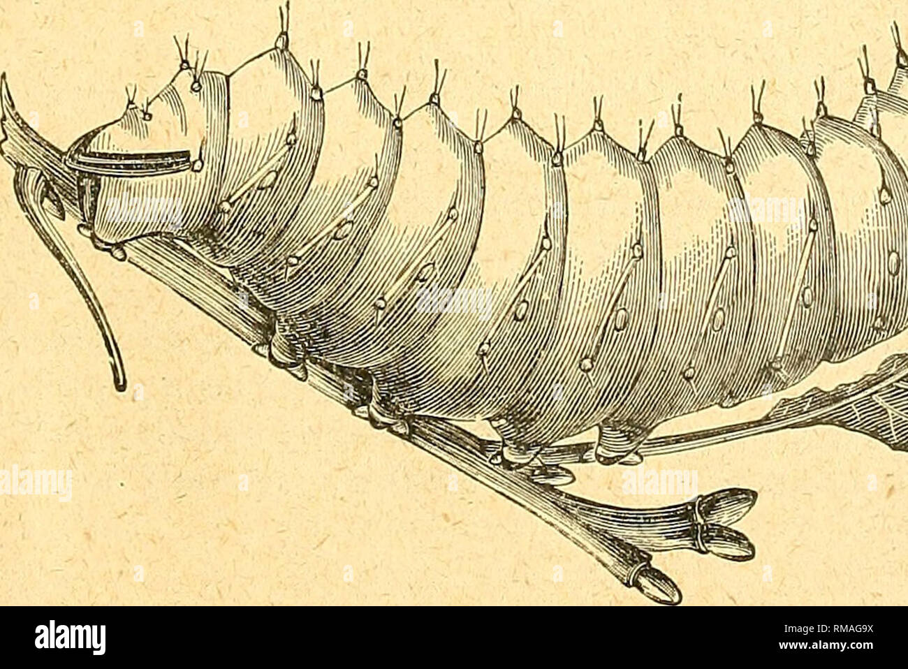 . Annual report. Entomological Society of Ontario; Insect pests ...