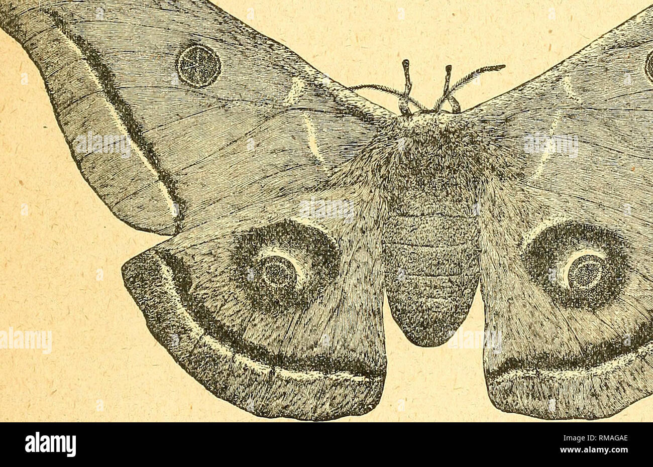 Female polyphemus moth hi-res stock photography and images - Alamy