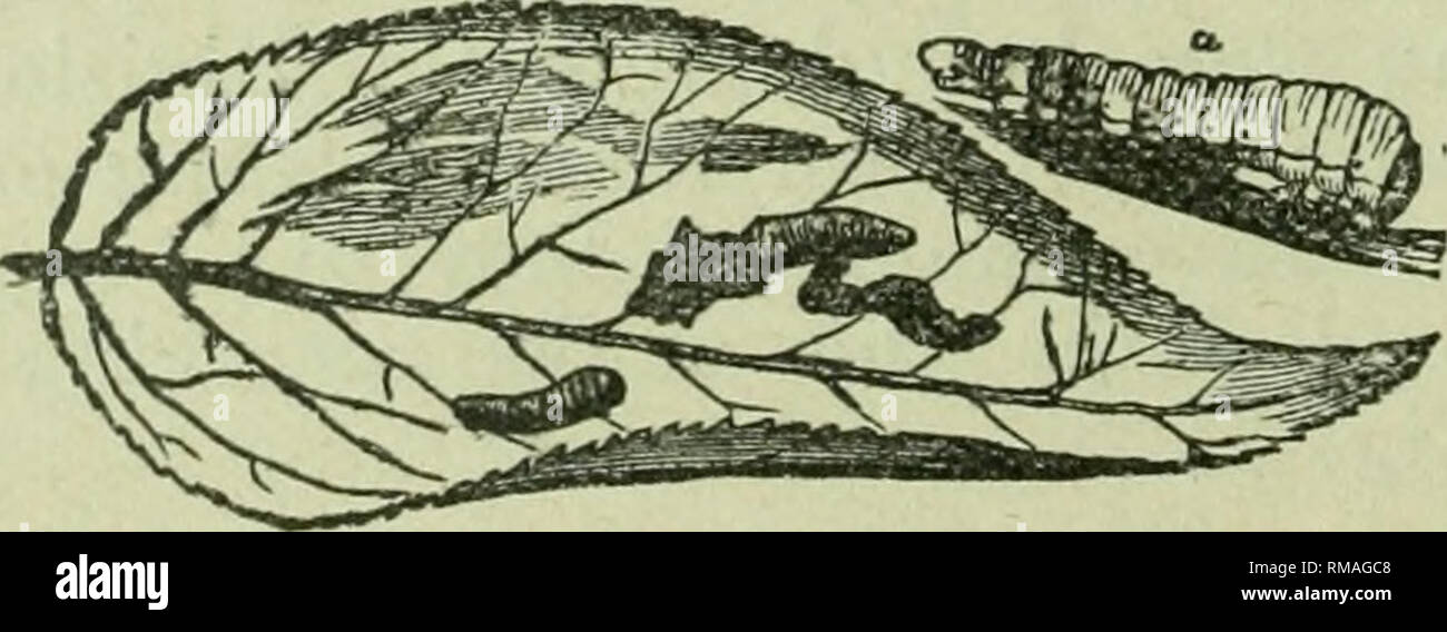 Ontario slug hi-res stock photography and images - Alamy