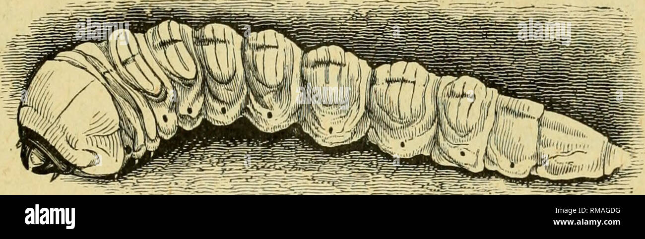 Cecropia tree fruit hi-res stock photography and images - Alamy