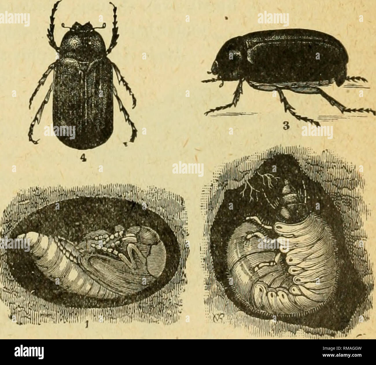 Sphinx gordius hi-res stock photography and images - Alamy