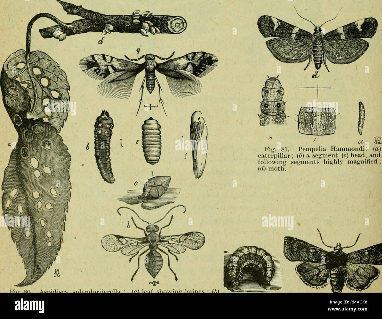 Pupal cases hi-res stock photography and images - Alamy