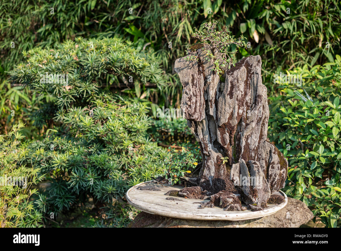 Bonsai trees on a rock in WangJiangLou public park, Chengdu, China ...