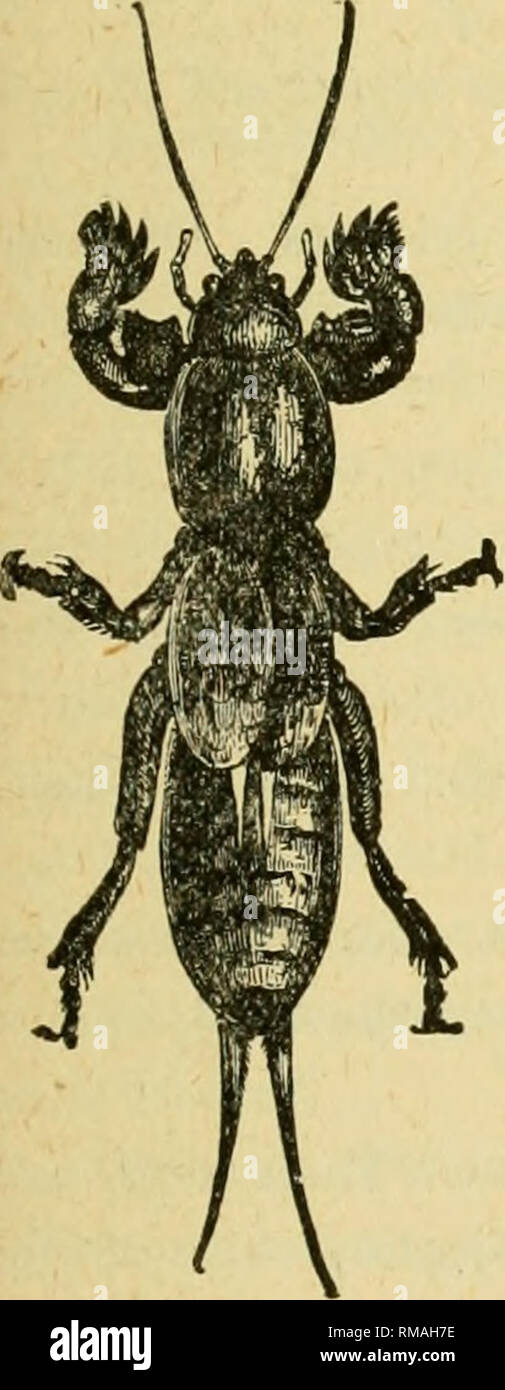 Cricket male insect wings hi-res stock photography and images - Alamy