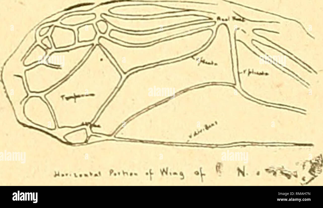 Nemobius hi-res stock photography and images - Alamy