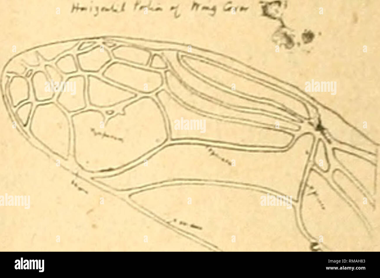 Nemobius hi-res stock photography and images - Alamy