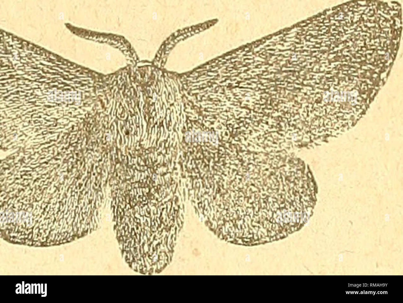 Moth in flight against hi-res stock photography and images - Alamy