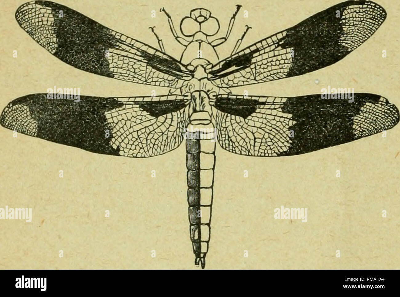 State forming insects hi-res stock photography and images - Alamy