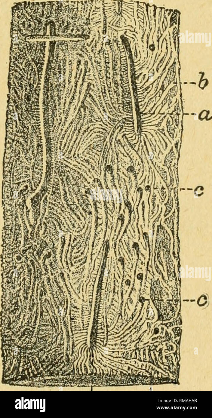 Scolytus rugulosus hi-res stock photography and images - Alamy