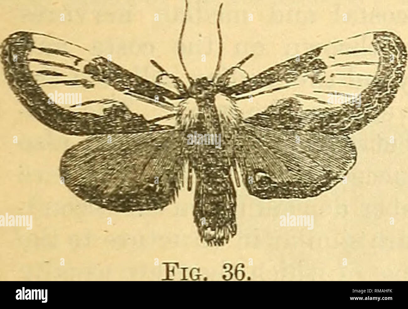 . Annual report. Entomological Society of Ontario; Insect pests ...