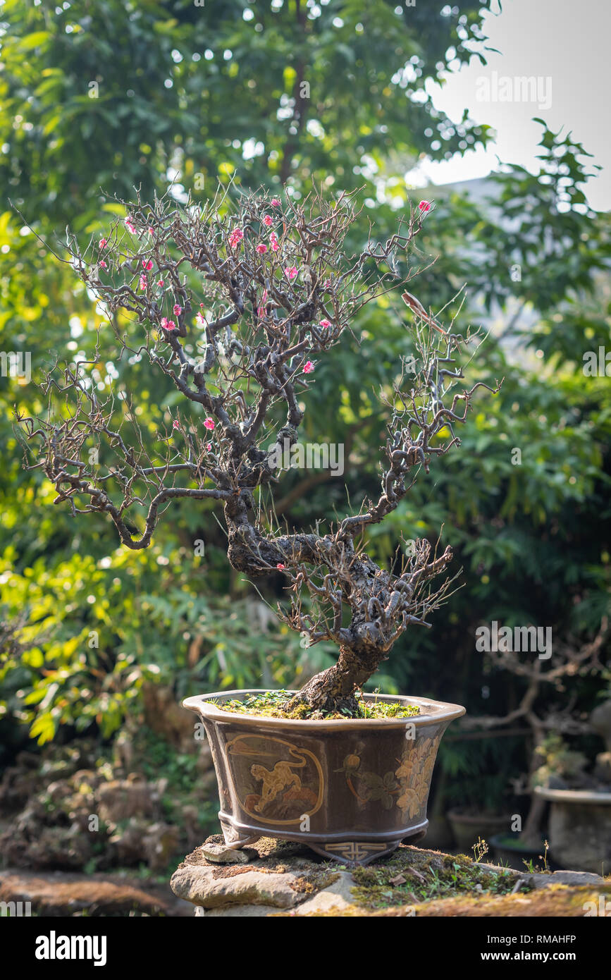 Chinese plum tree hi-res stock photography and images - Alamy