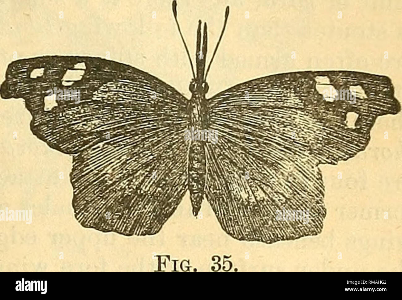 Hand covering moth hi-res stock photography and images - Alamy