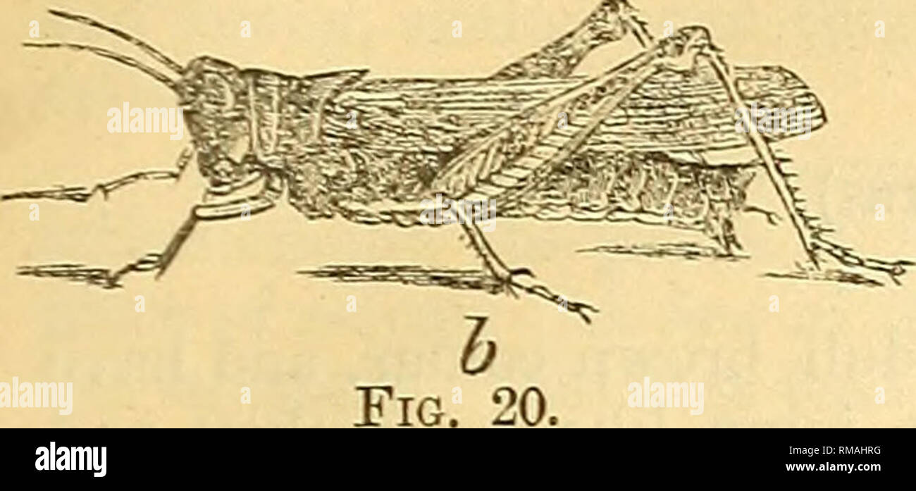 Very loud flying insect hi-res stock photography and images - Alamy