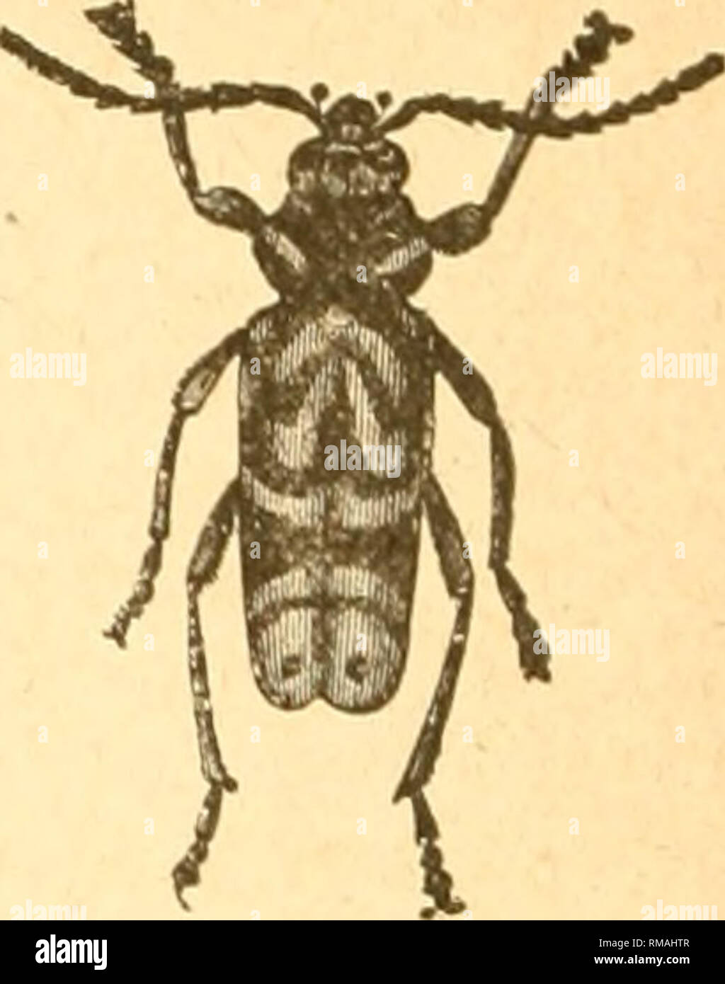 2 stings hi-res stock photography and images - Alamy