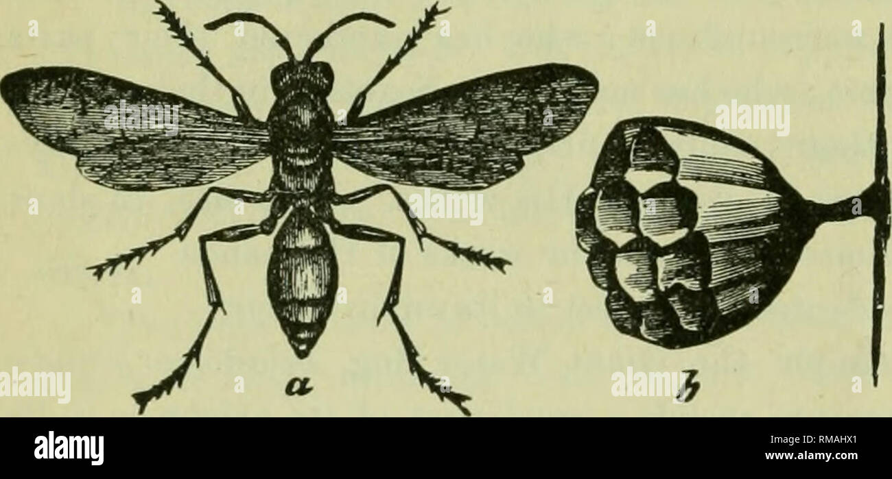 . Annual report. Entomological Society of Ontario; Insect pests ...