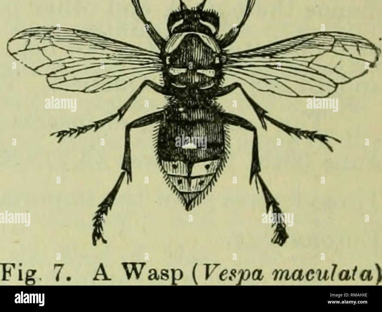 Pests channel hi-res stock photography and images - Alamy