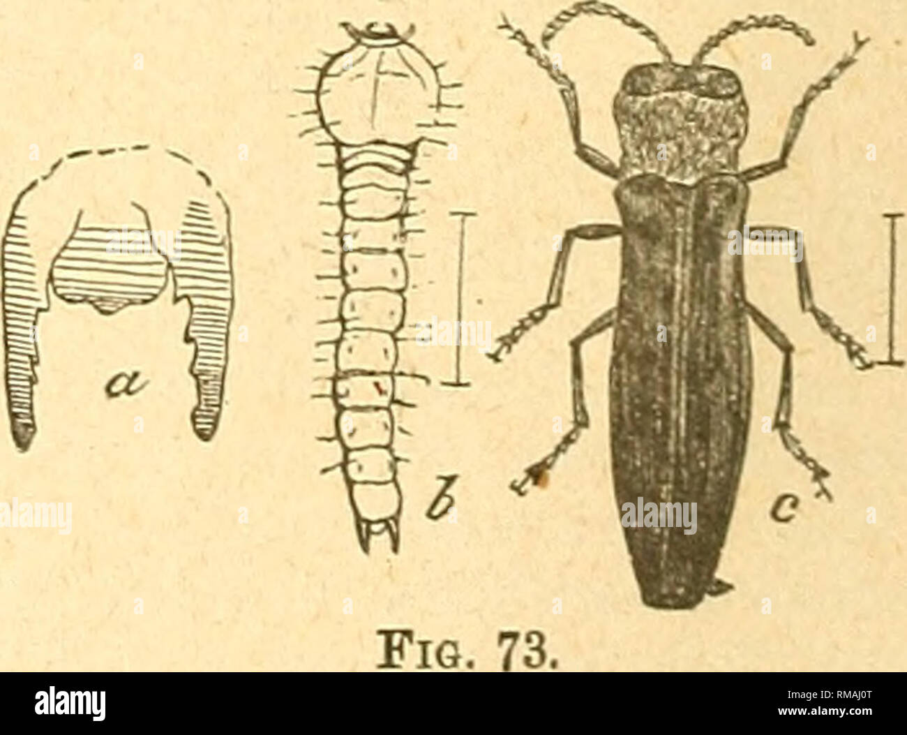 . Annual report. Entomological Society of Ontario; Insect pests ...
