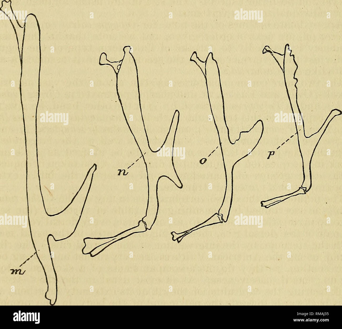 Eagles ribs hi-res stock photography and images - Alamy