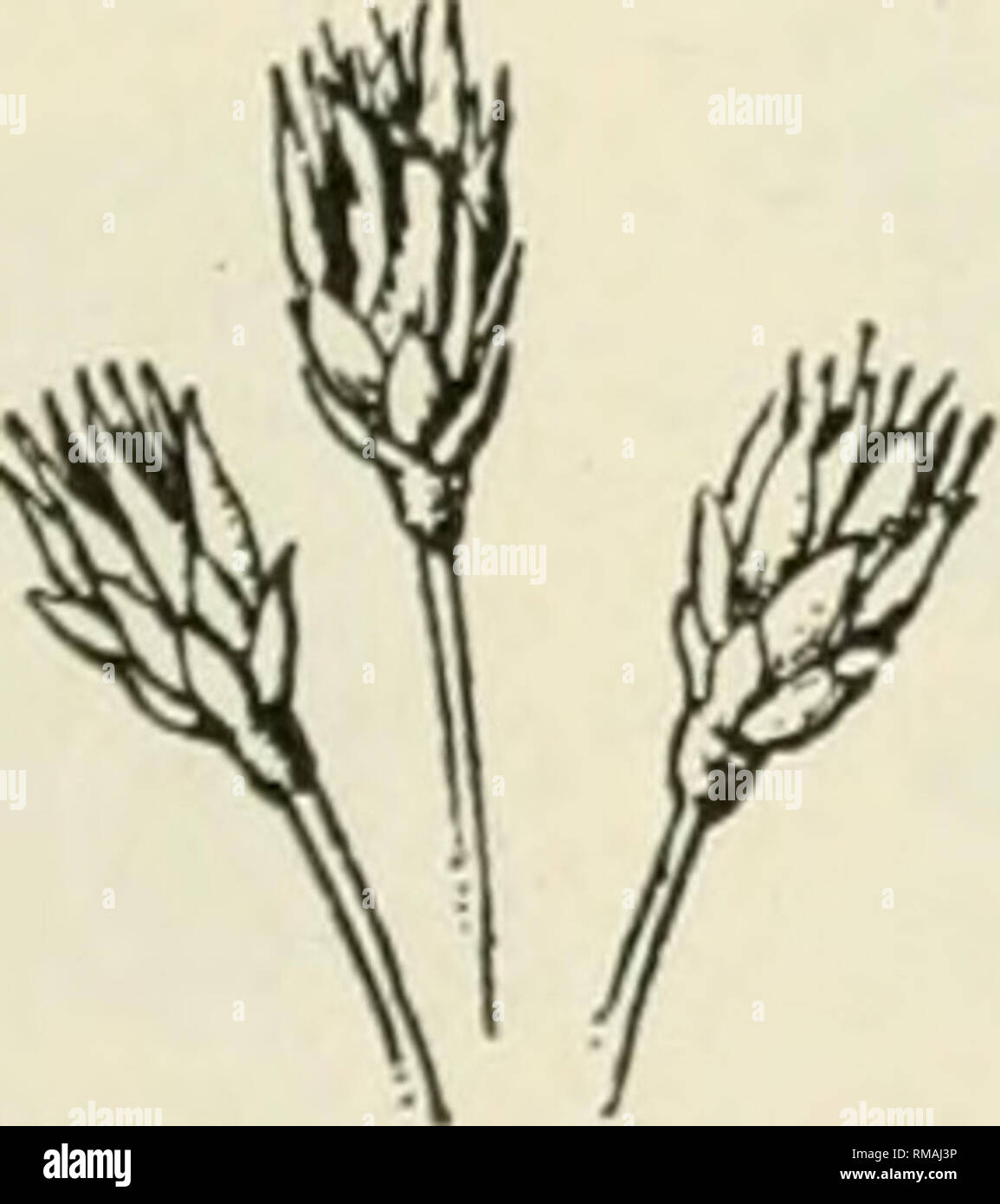 Bulbula hi-res stock photography and images - Alamy