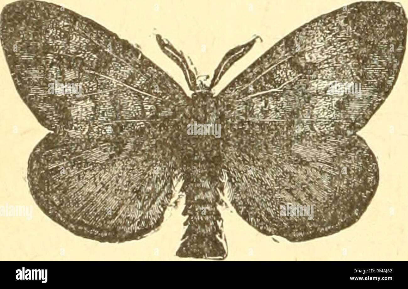 Uncertain moth hi-res stock photography and images - Alamy