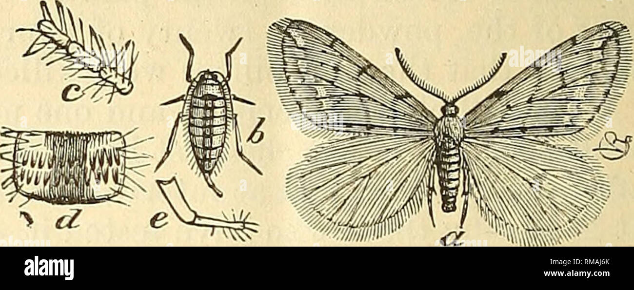 . Annual report. Entomological Society of Ontario; Insect pests ...