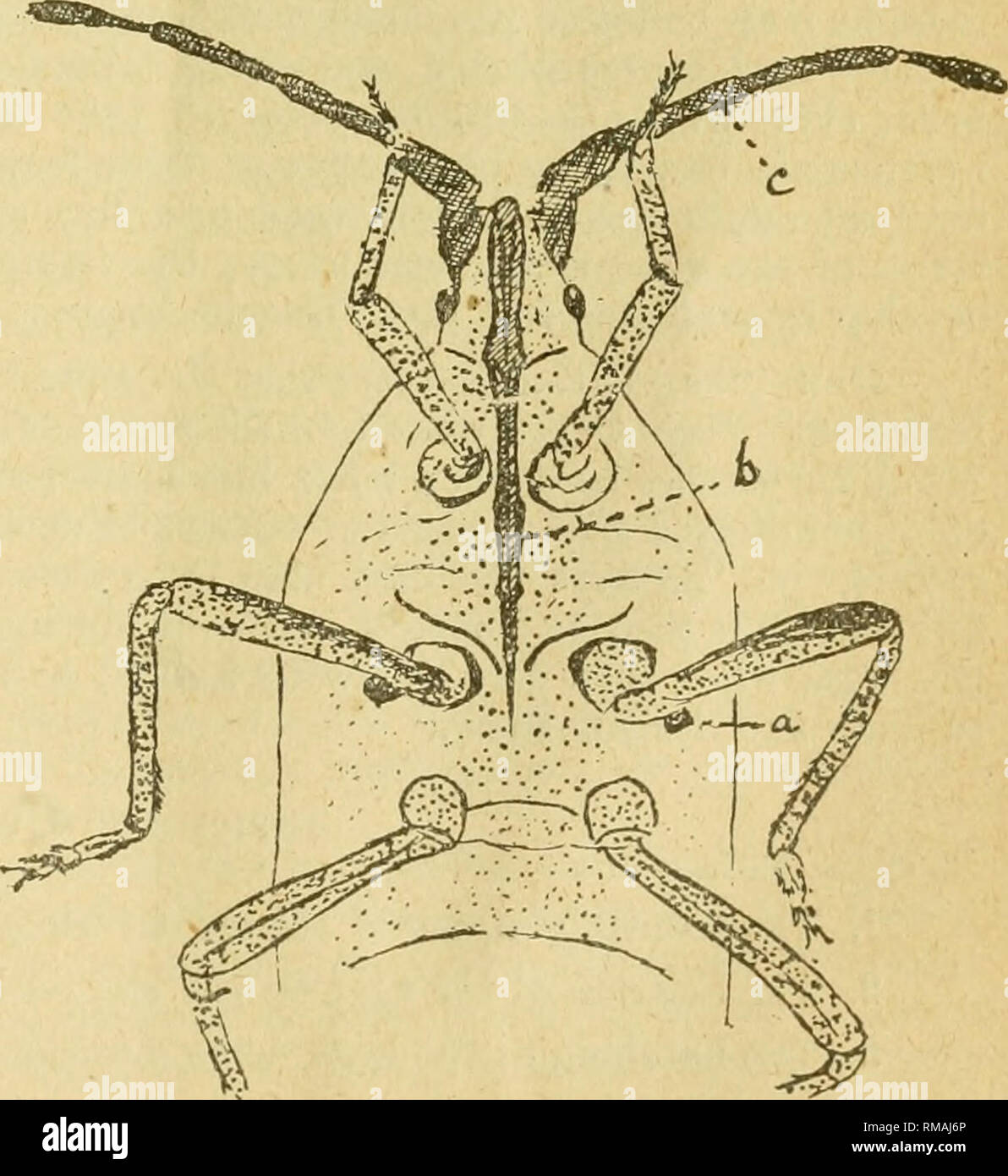. Annual report. Entomological Society of Ontario; Insect pests ...