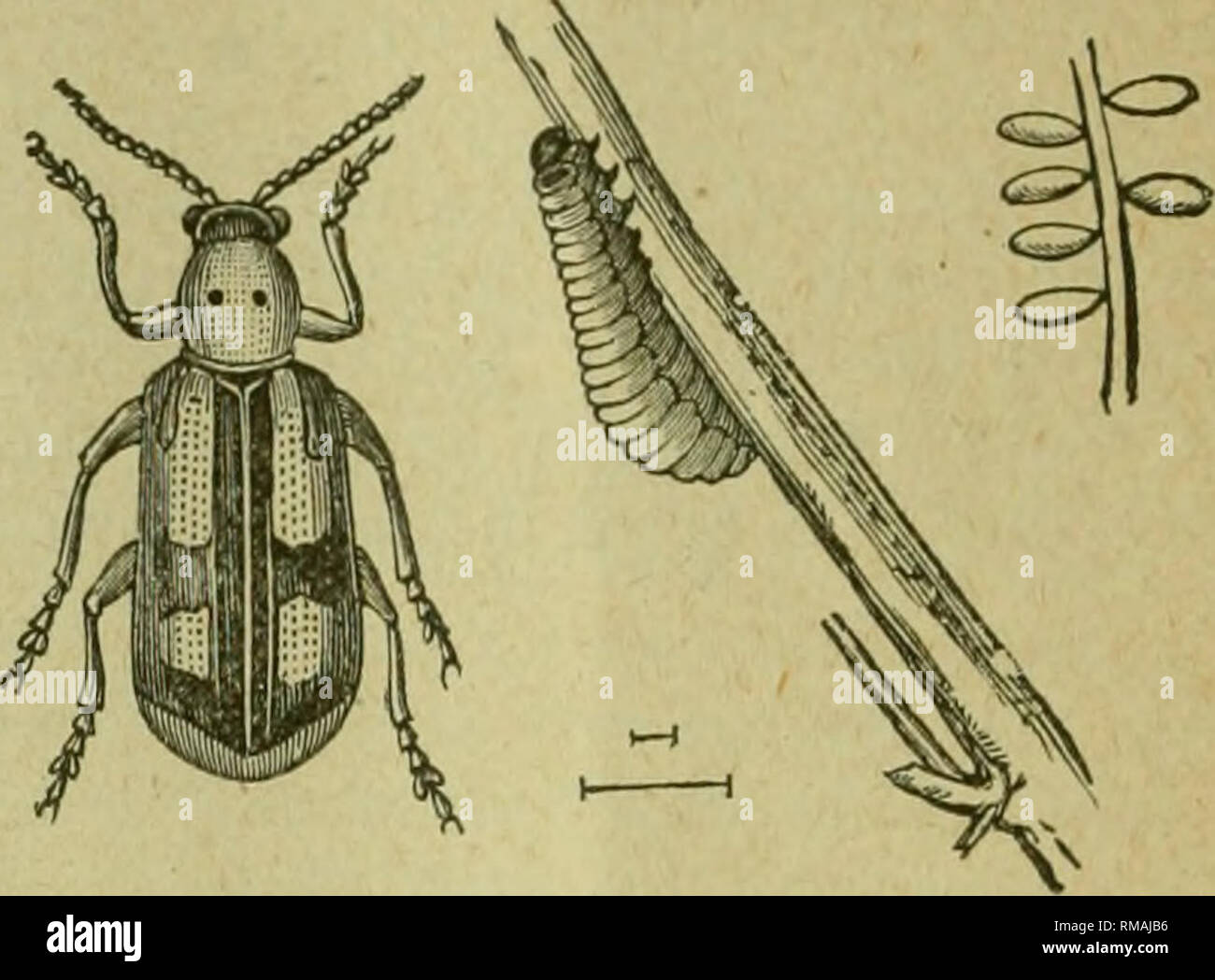 Cutworm damage hi-res stock photography and images - Alamy