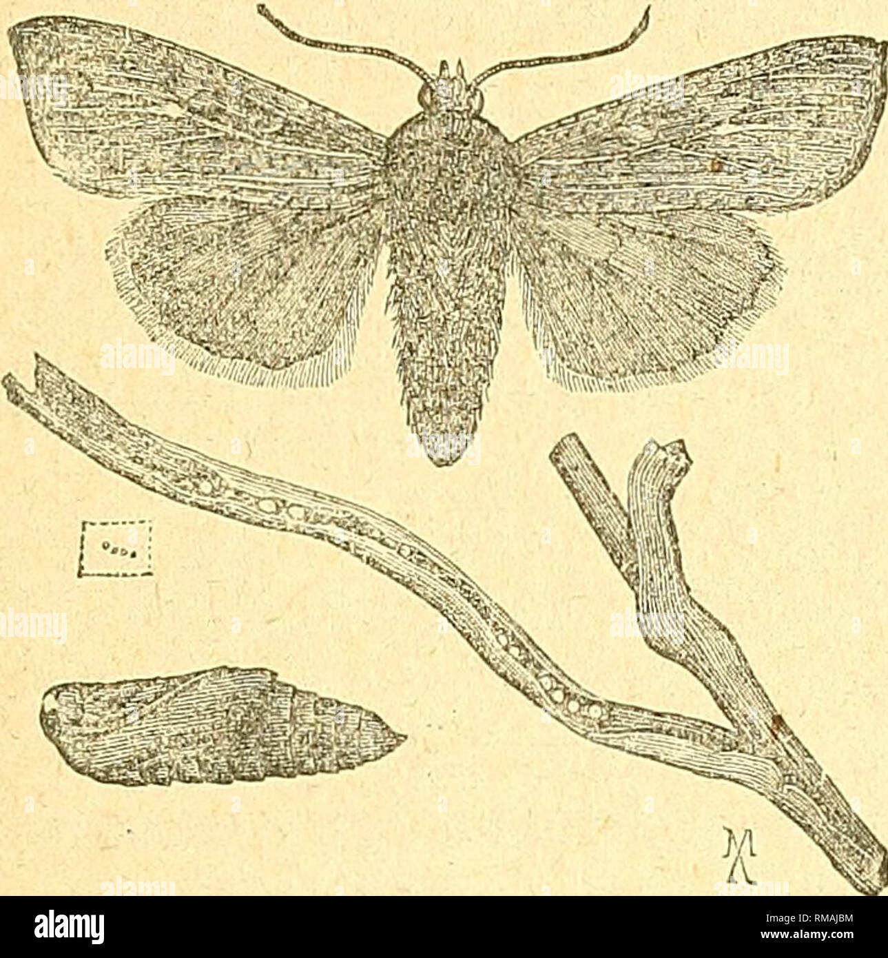 . Annual report. Entomological Society of Ontario; Insect pests ...