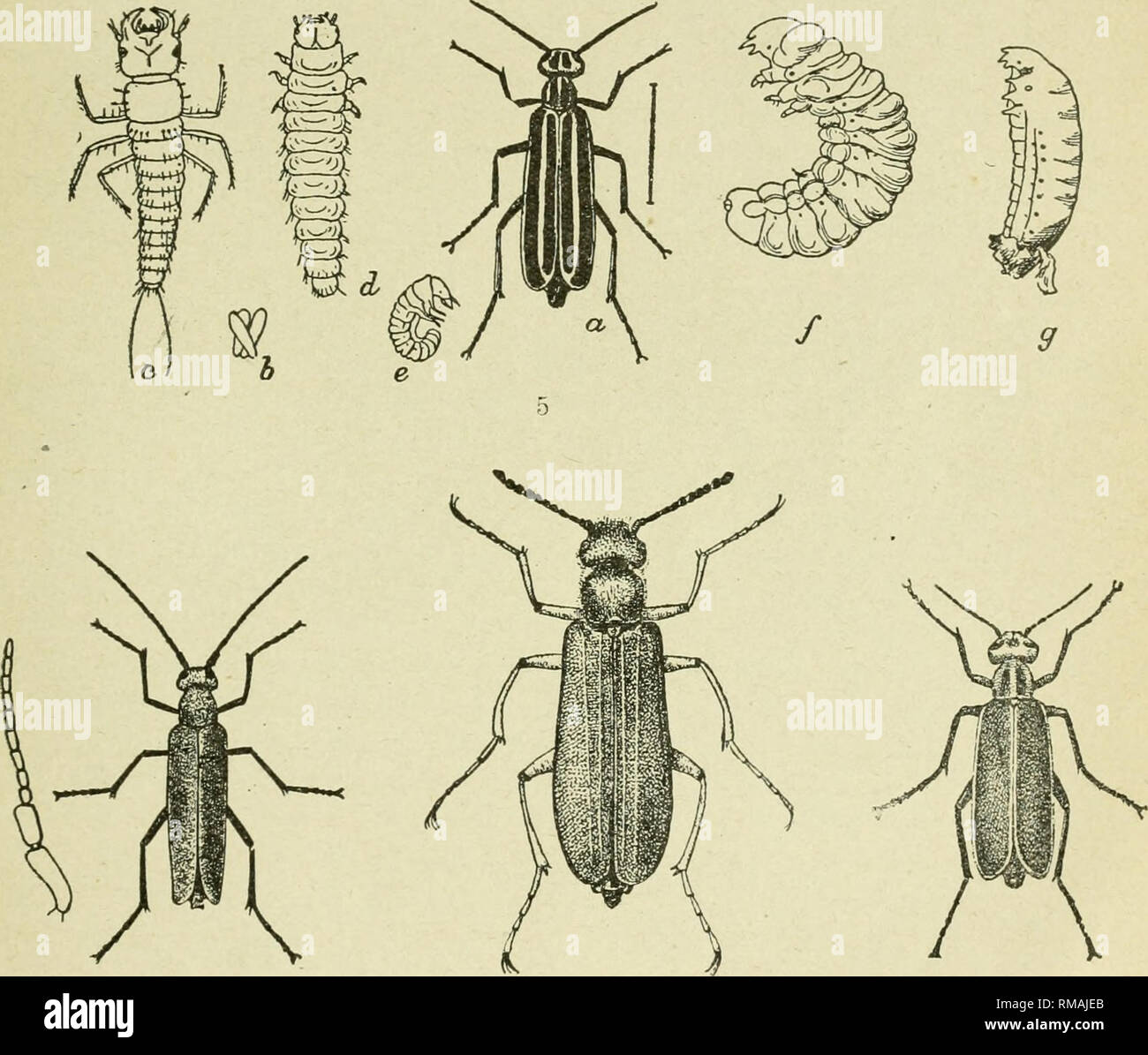 Spotted blister beetle hi-res stock photography and images - Alamy