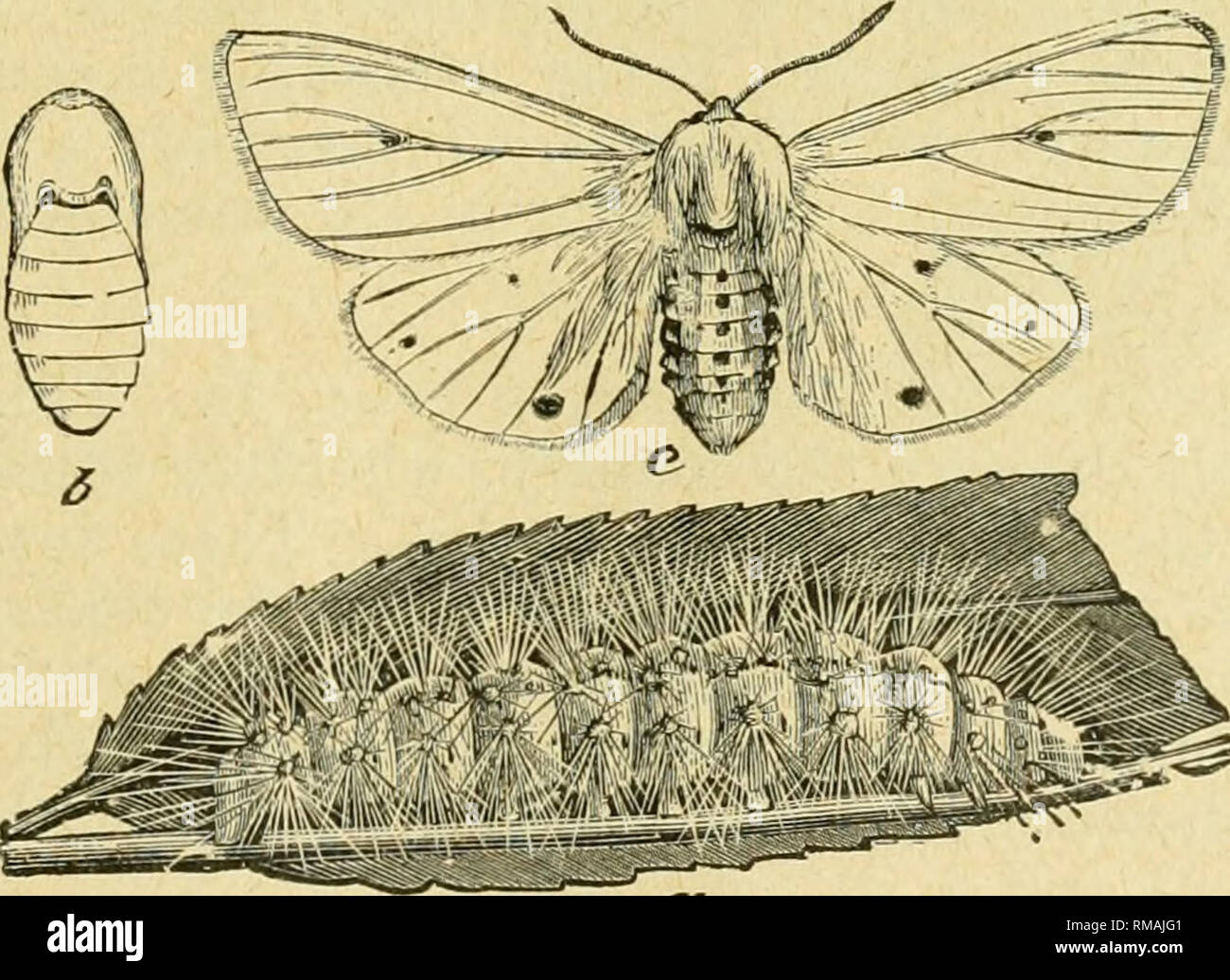 Salt marsh caterpillar moth hi-res stock photography and images - Alamy