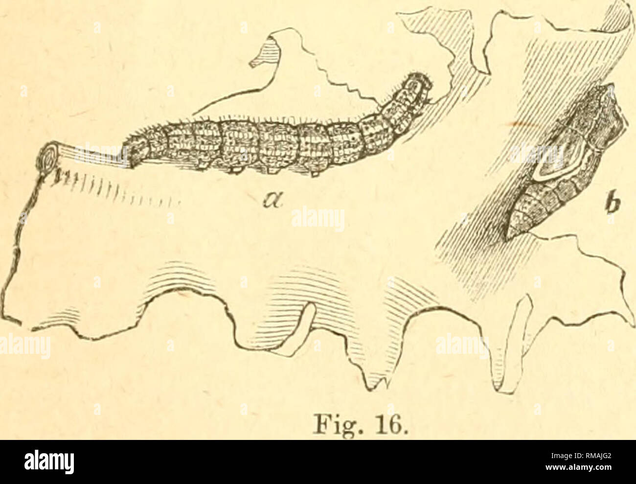 Pieris protodice pontia protodice hi-res stock photography and images ...