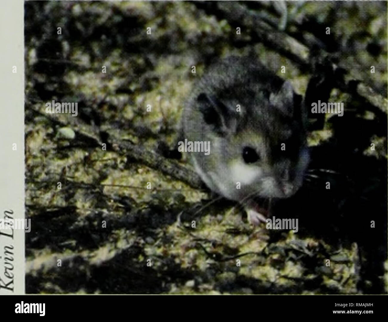 Phylogenetic taxonomy hi-res stock photography and images - Alamy