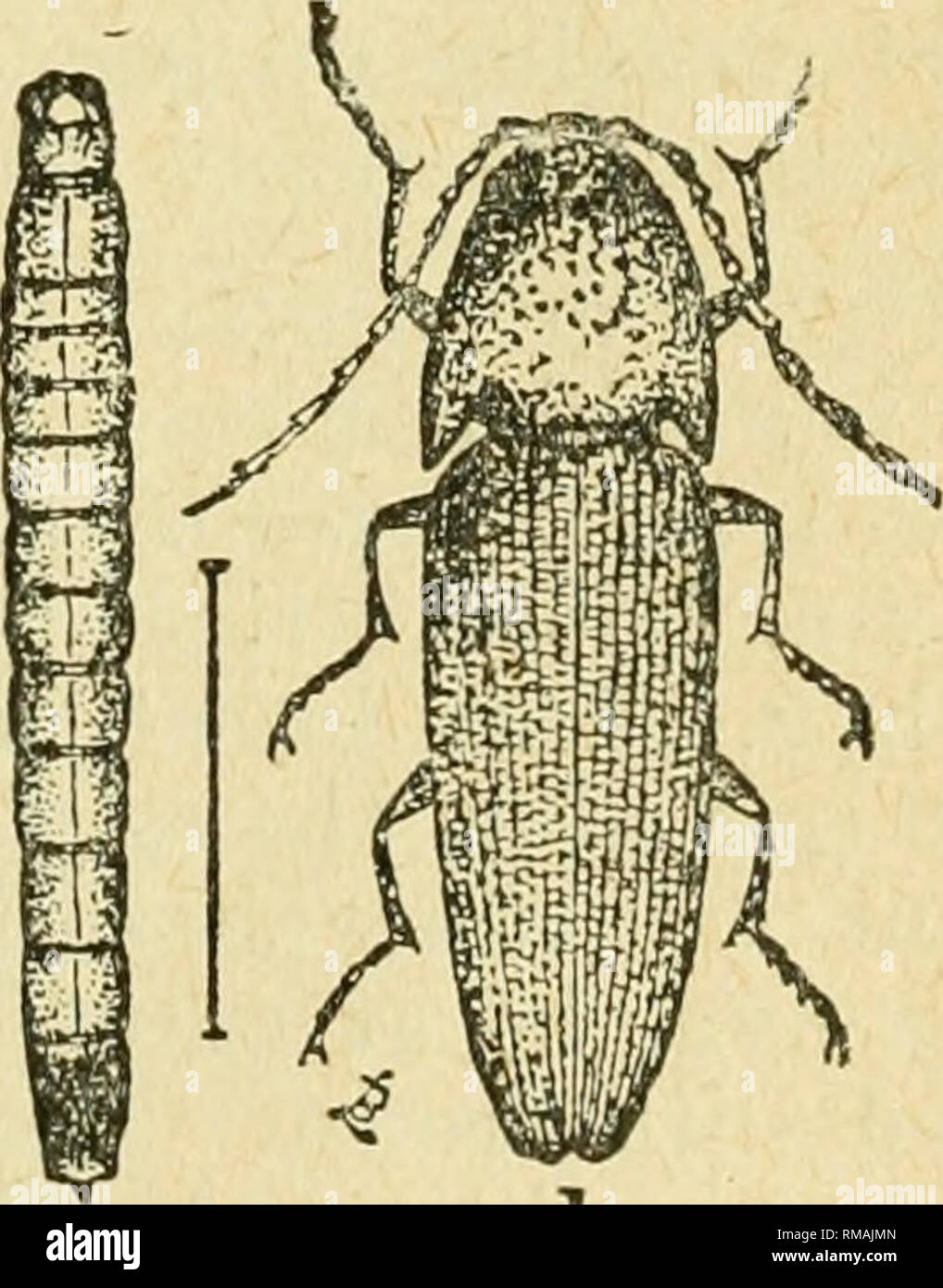 Agrotis larvae hi-res stock photography and images - Alamy