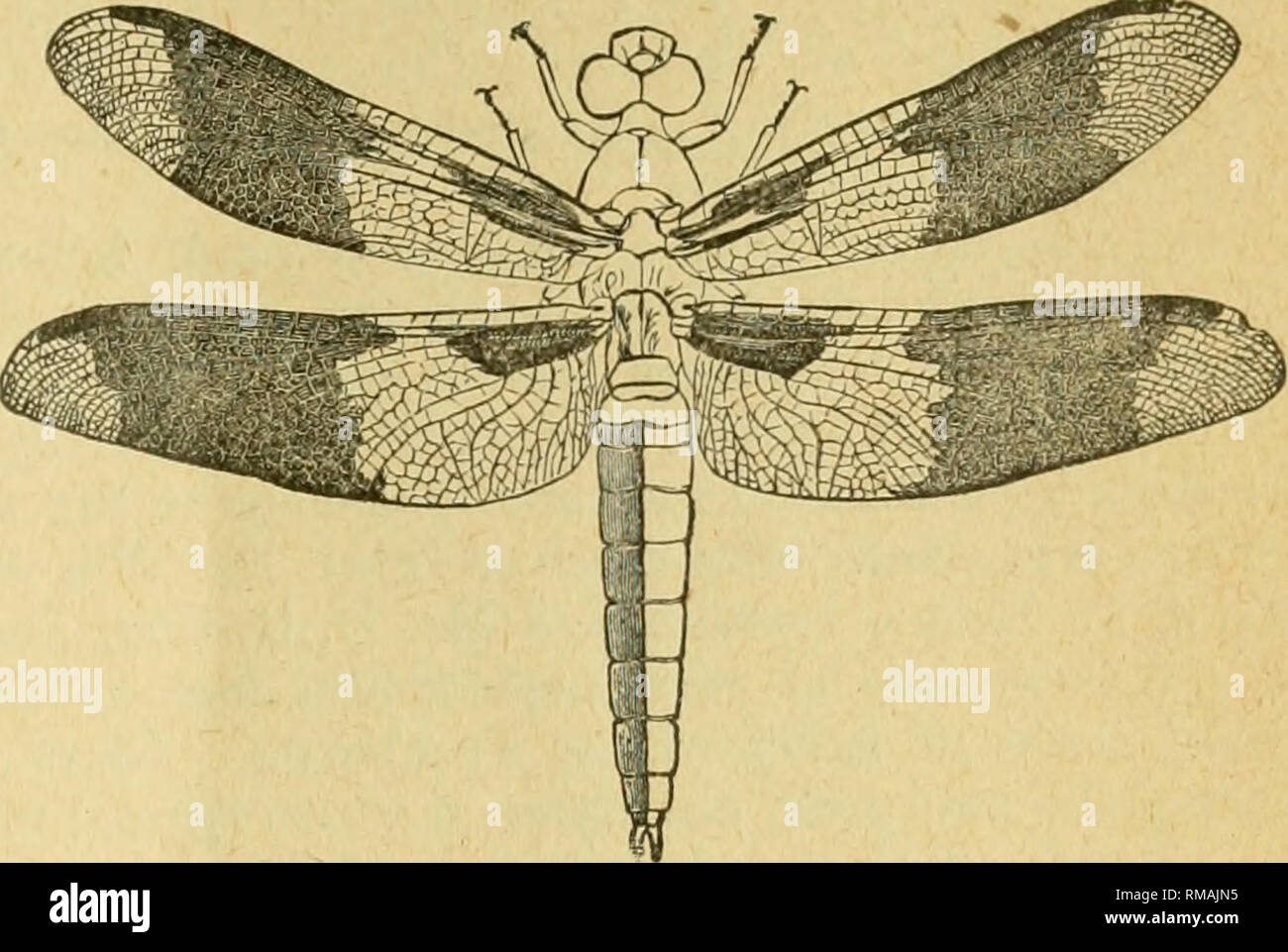 T shaped insects hi-res stock photography and images - Alamy