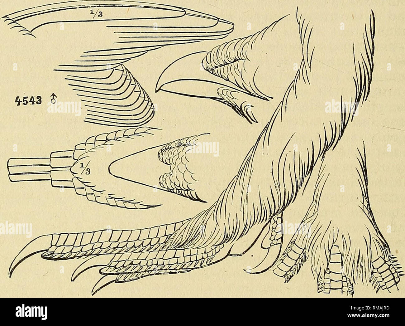 Far ellipse hi-res stock photography and images - Alamy