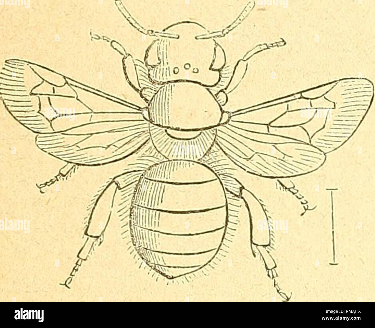 . Annual report. Entomological Society of Ontario; Insect pests ...