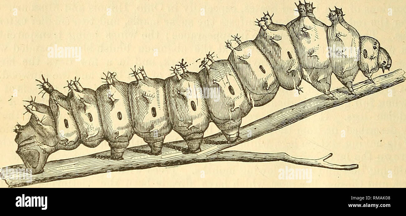. Annual report. Entomological Society of Ontario; Insect pests ...