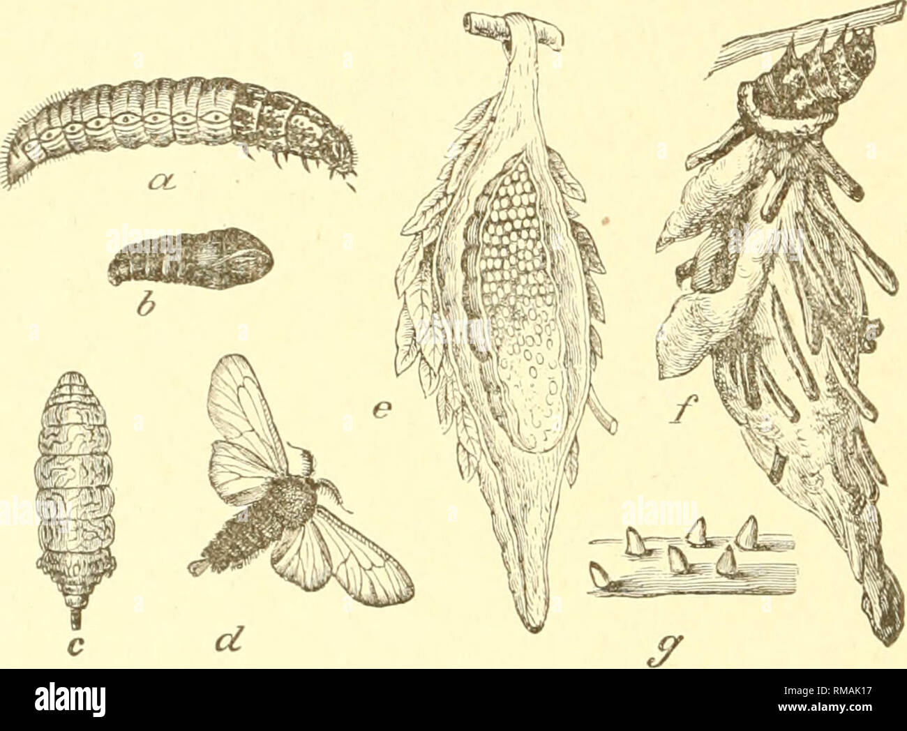 Bag worm cases hi-res stock photography and images - Alamy