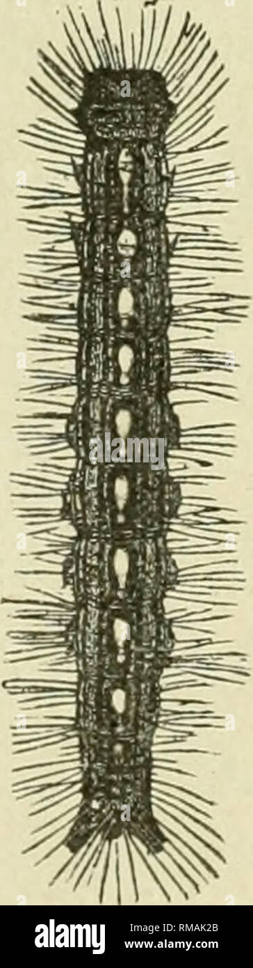 Tortrix moth caterpillars hi-res stock photography and images - Alamy